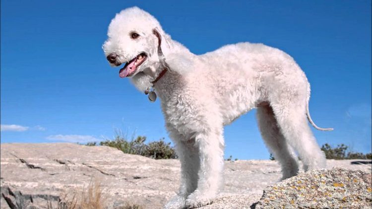 Top 10 giống chó xấu xí nhất thế giới - Phần 2 - Petto